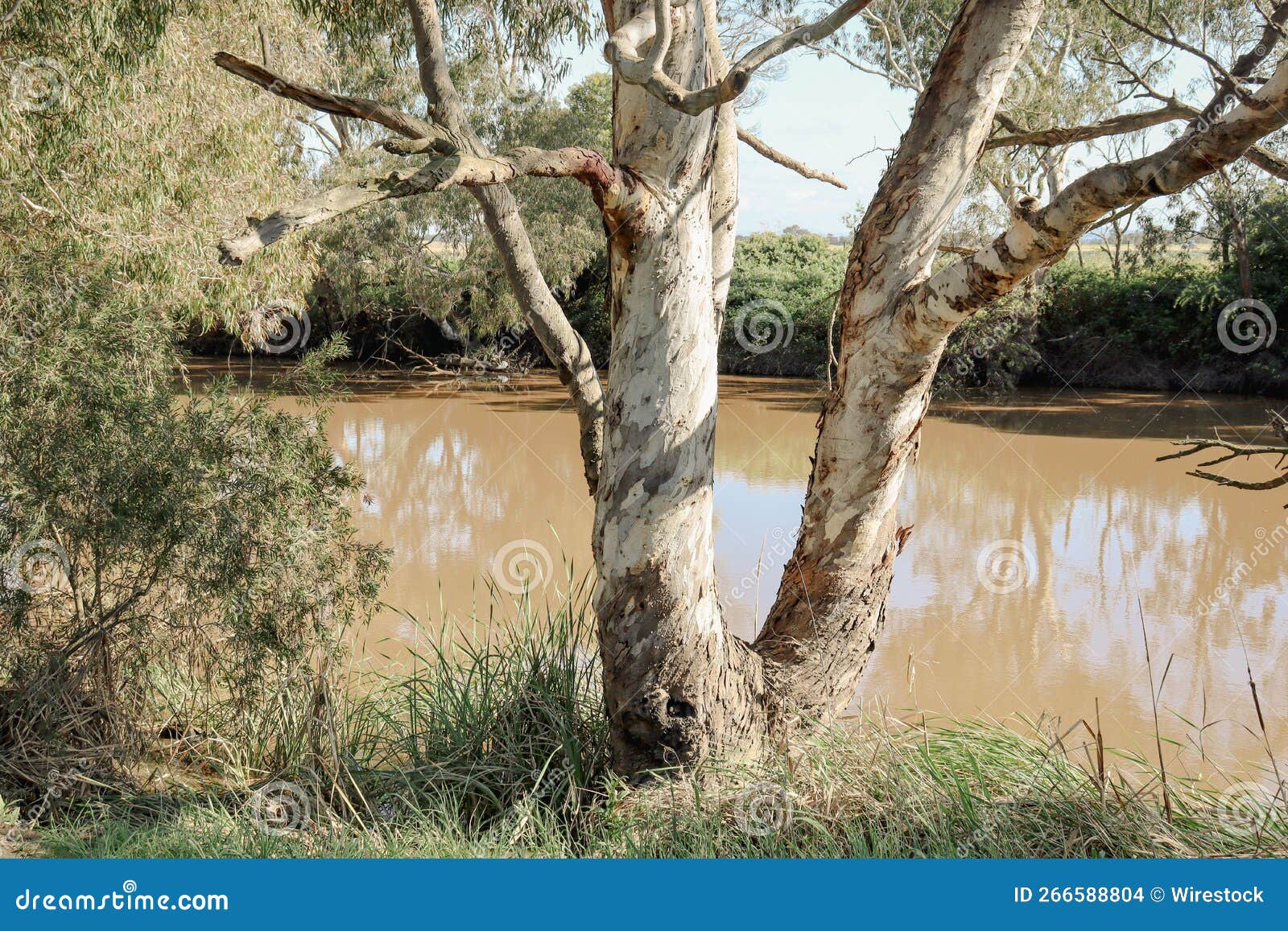 Beautiful View of a Dry Tree on a Shore of a River during Sunrise Stock ...