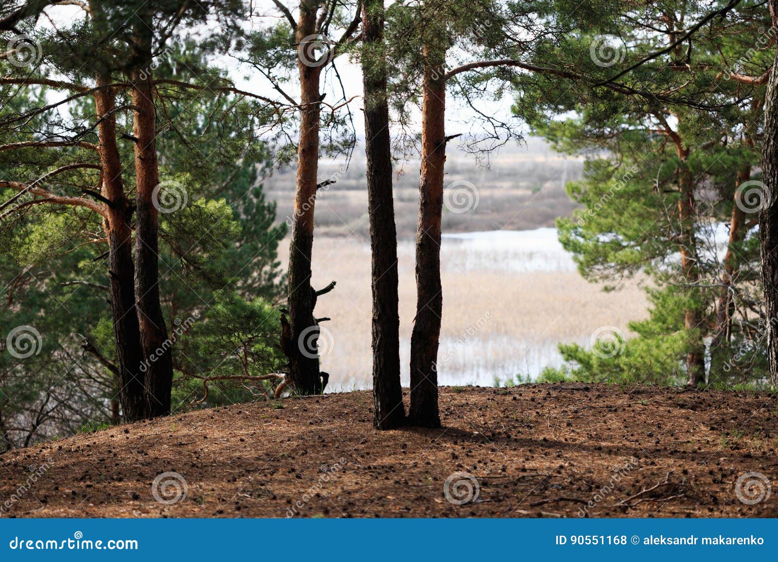 Beautiful View at the Edge of the Forest Stock Photo - Image of ...