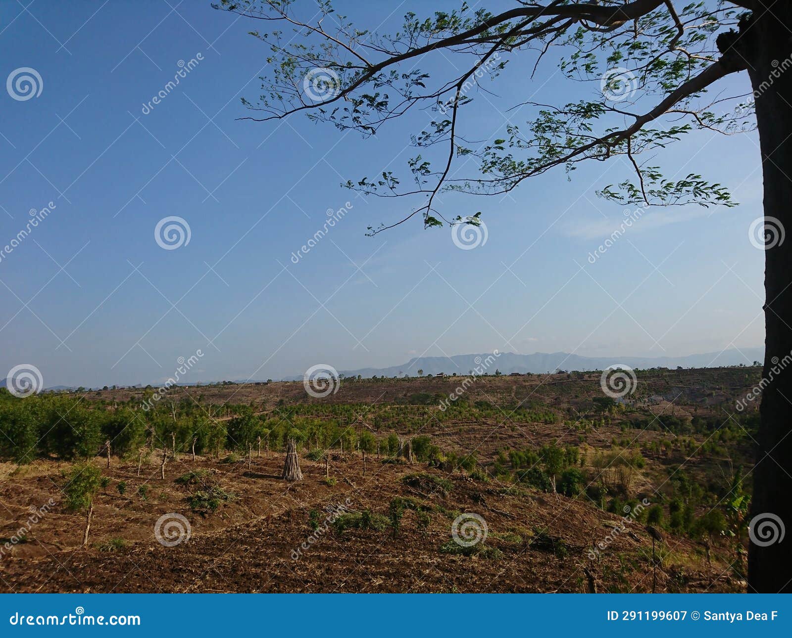 Beautiful View of Eucalyptus Trees Stock Image - Image of beautiful ...