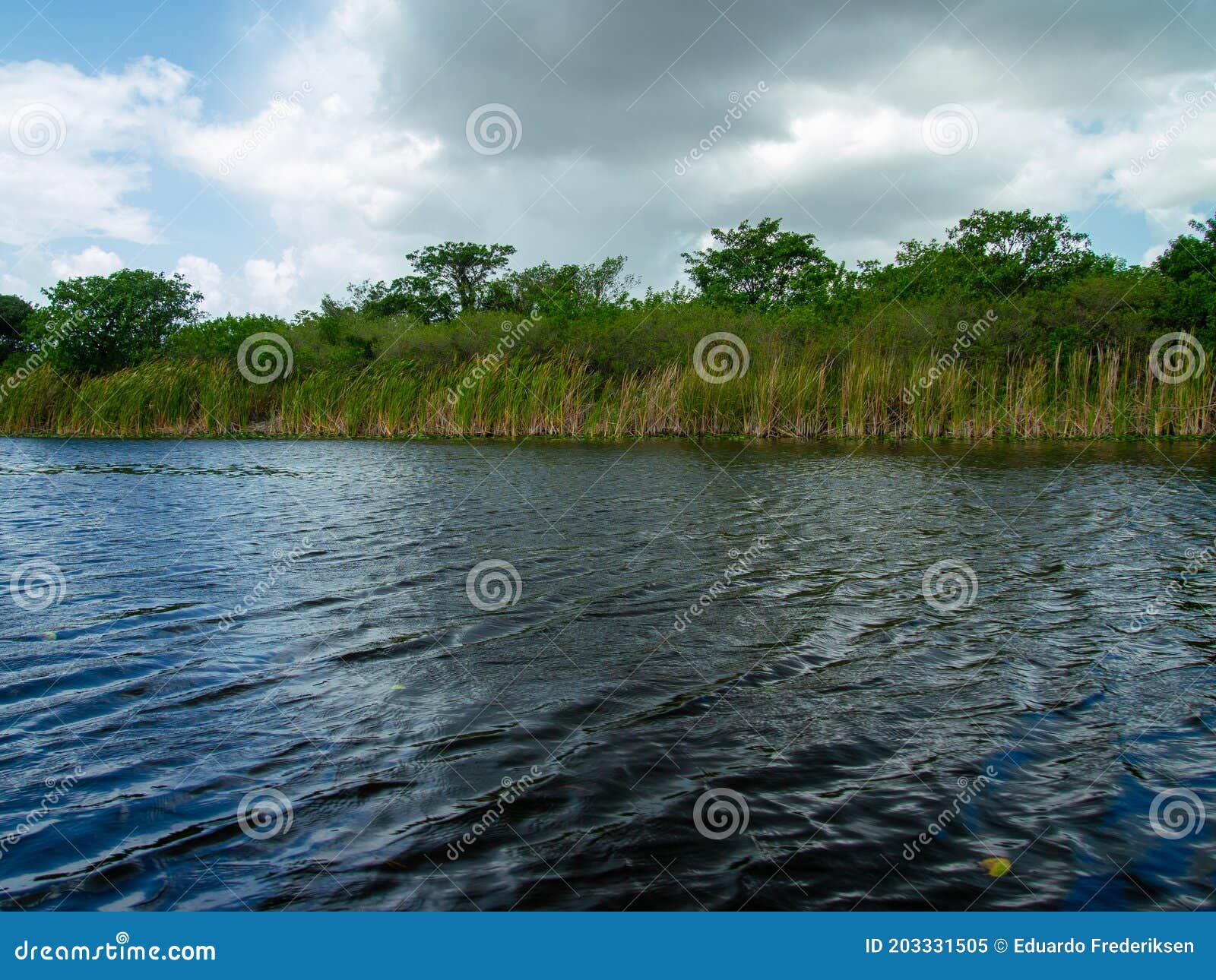 A Beautiful View of Everglades Swamp on Summer Stock Image - Image of ...