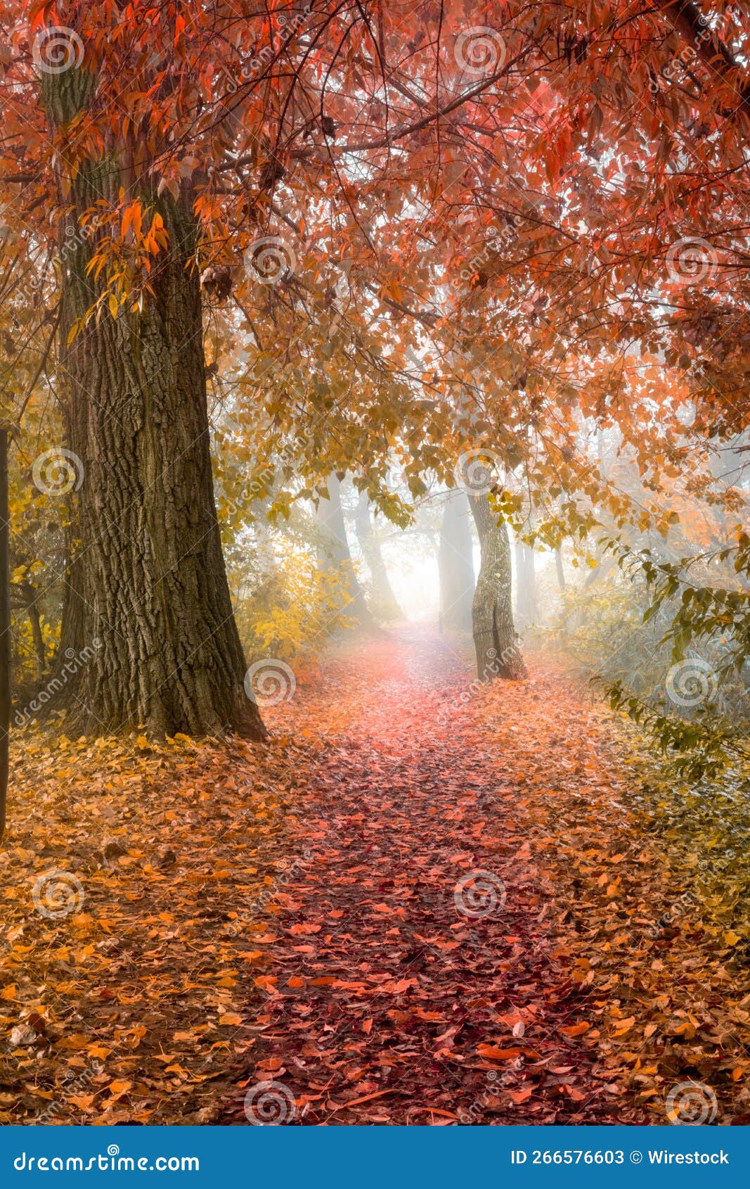 Beautiful View of a Fall Foliage Tree and Fallen Leaves in the Forest ...