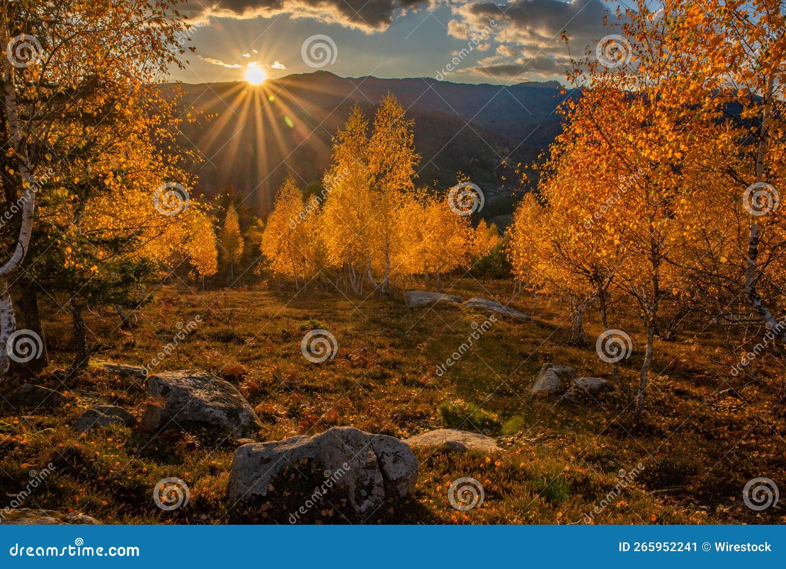 Beautiful View of Fall Foliage Trees in the Forest during Sunset Stock ...