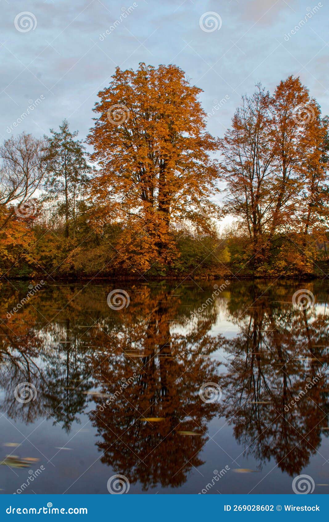 Beautiful View of Fall Foliage Trees Reflection on the Lake Stock Photo ...