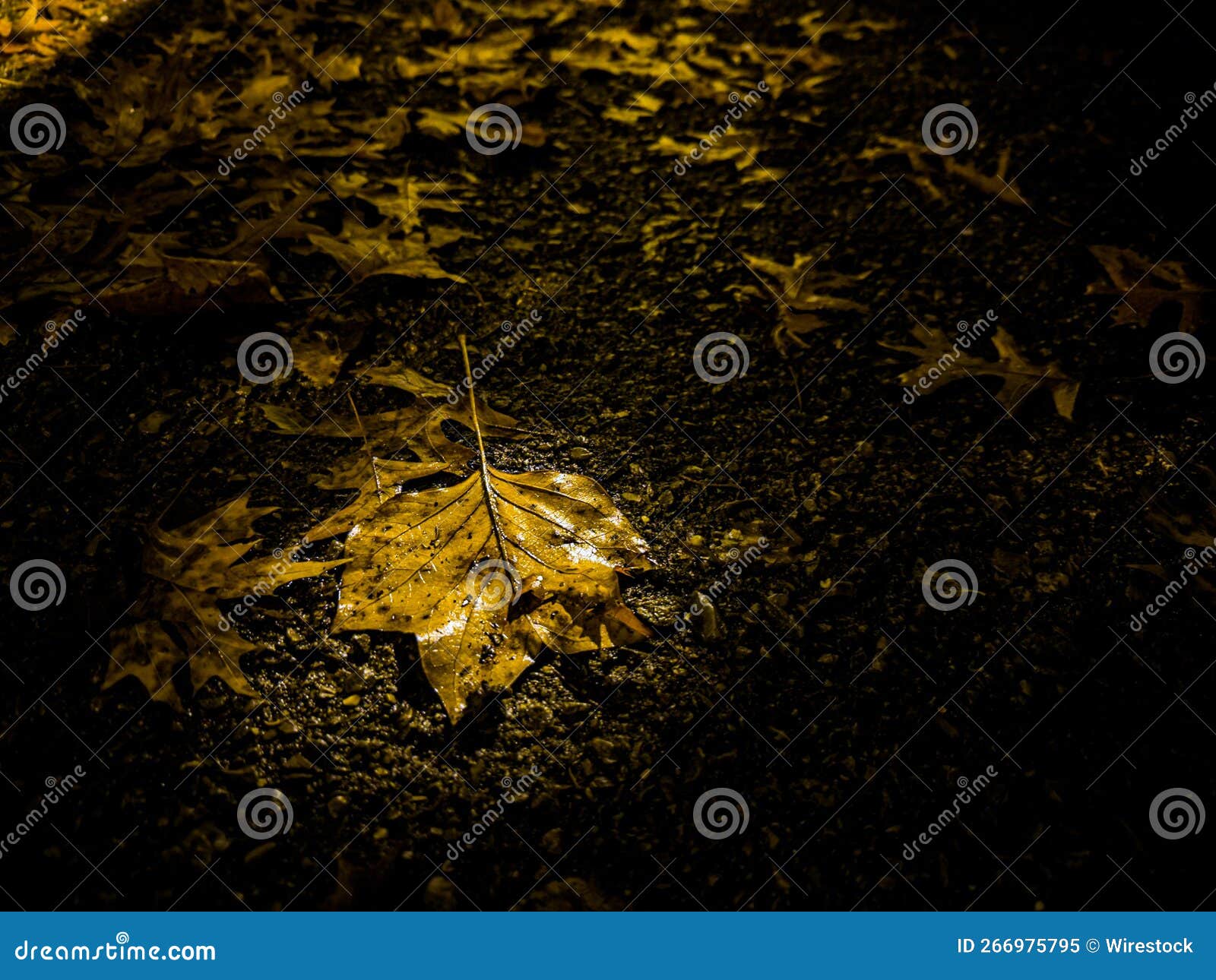 Beautiful View of a Fallen Fall Leaf Stock Image - Image of fallen ...