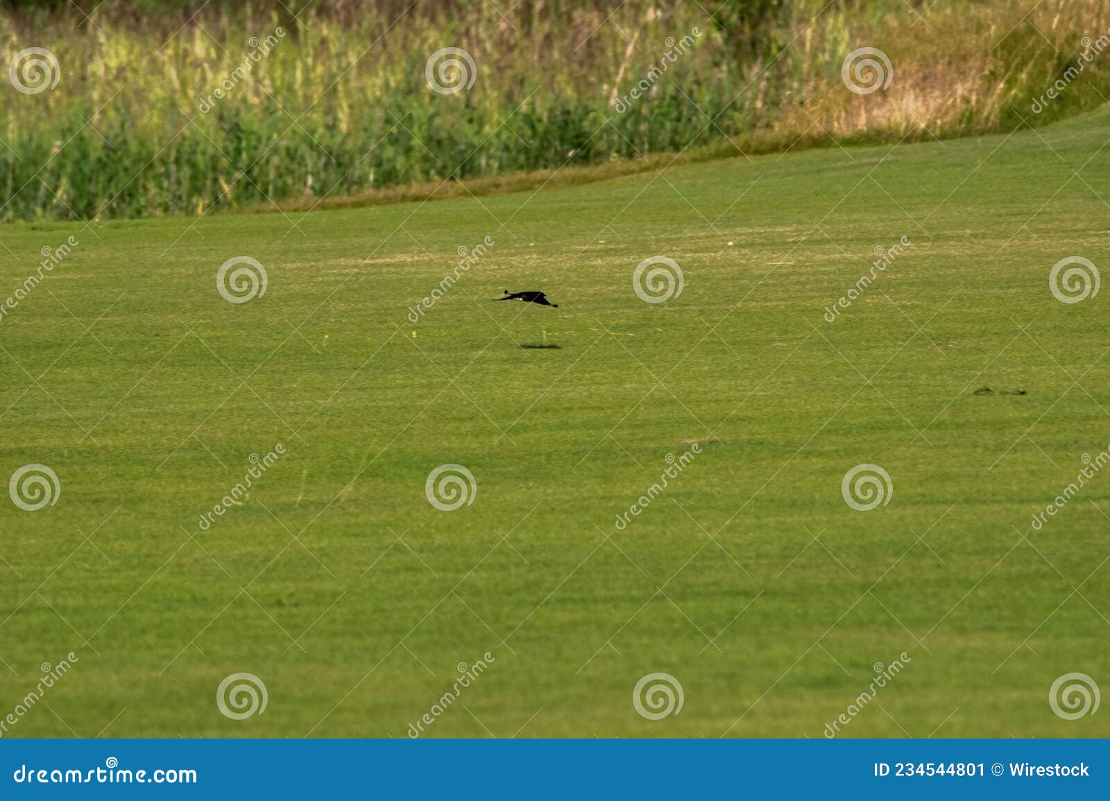 Beautiful View of a Field with Green Gra Stock Image - Image of ...