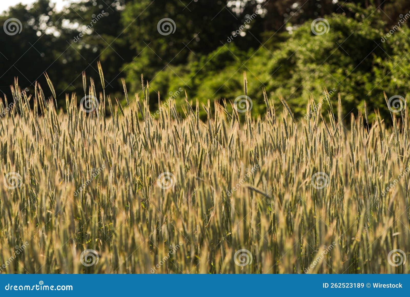 Beautiful View of a Field of Green Triticale Grass Stock Image - Image ...