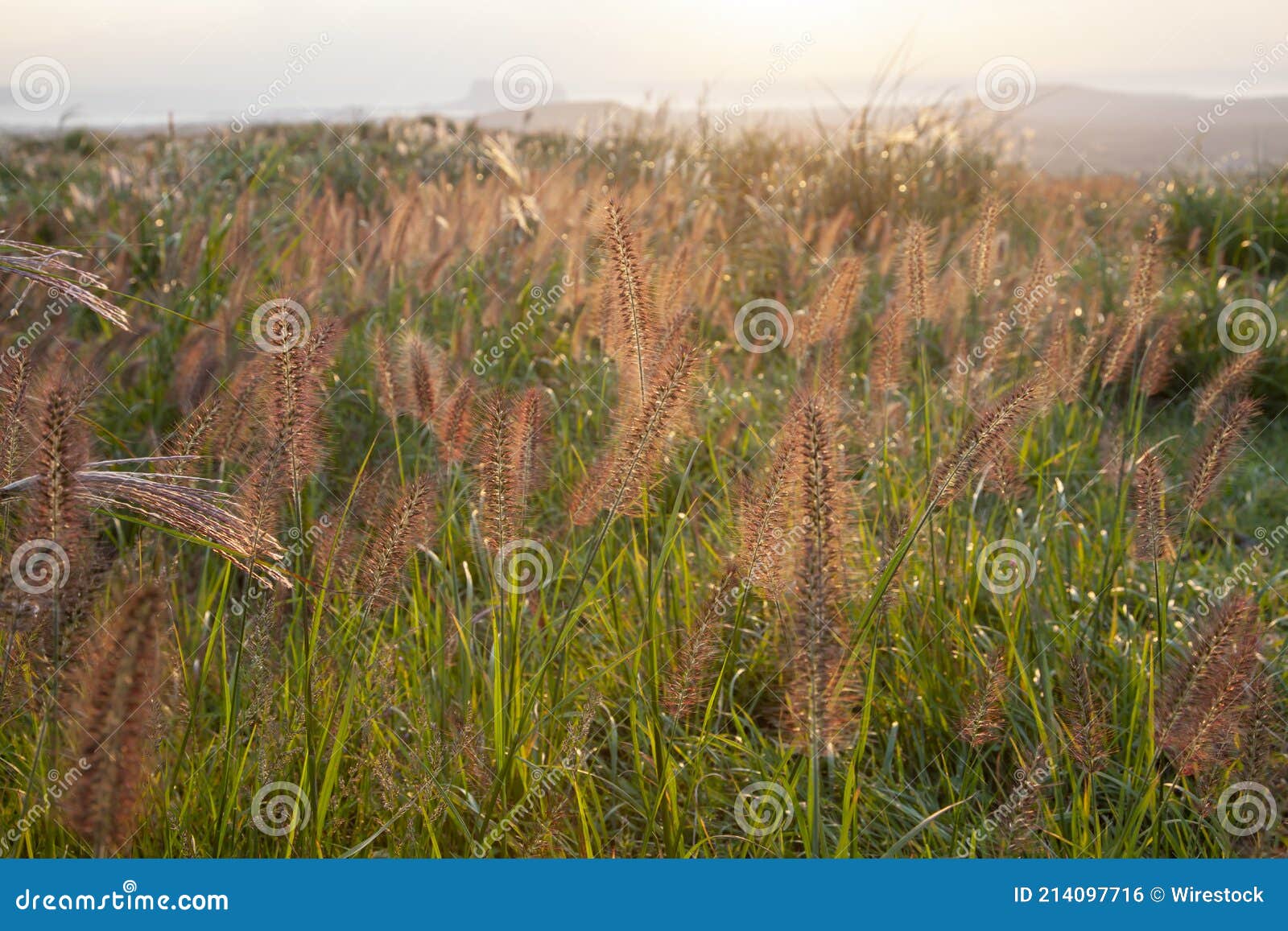 Field Of Foxtail Grass Stock Photography | CartoonDealer.com #29821952
