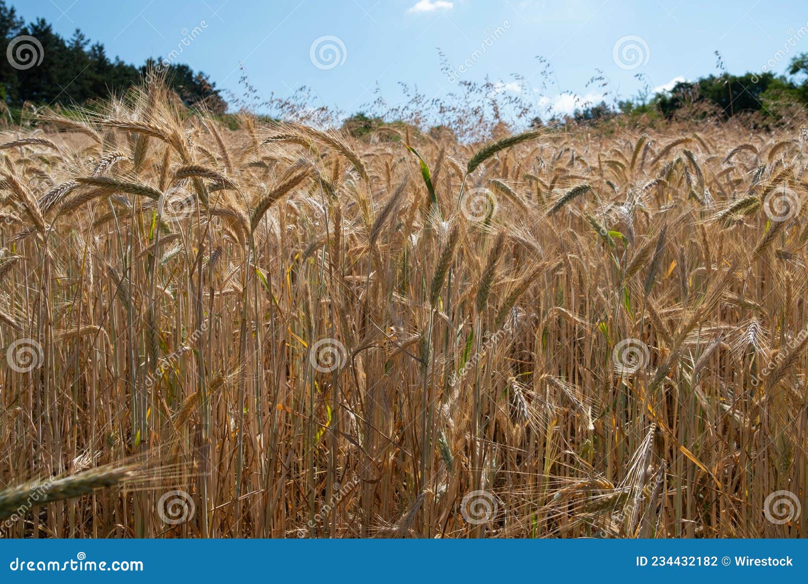 Beautiful View of a Field of Wheat Stock Photo - Image of agriculture ...