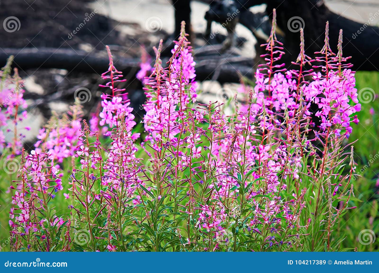 A Beautiful View of Fireweed Growing after a Forest Fire Stock Image ...