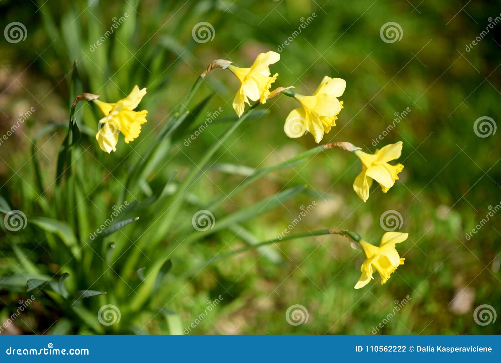 Beautiful View of Five Daffodils Stock Photo - Image of nice, spring ...