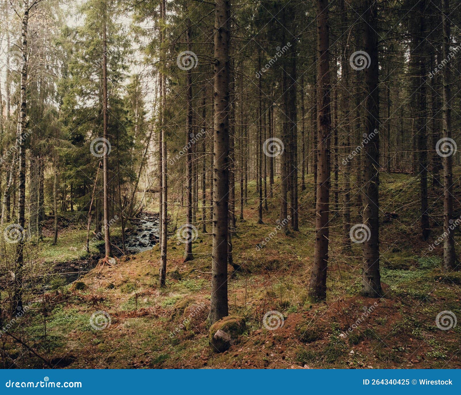 Beautiful View of the Forest with Dense Vegetation. Stock Image - Image ...