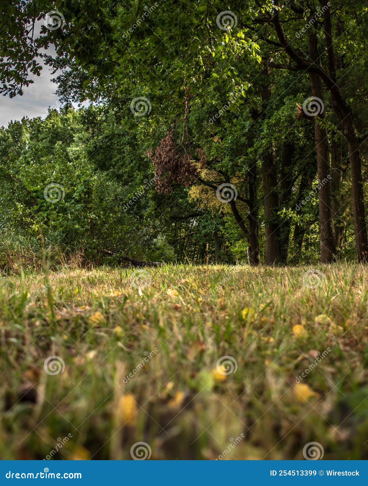 Beautiful View of the Forest from the Grass Ground. Stock Image - Image ...