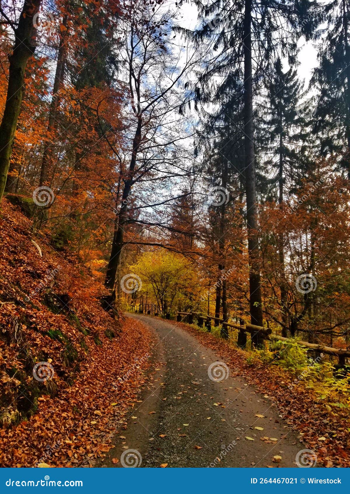 Beautiful View of a Forest Pathway during Fall Stock Image - Image of ...