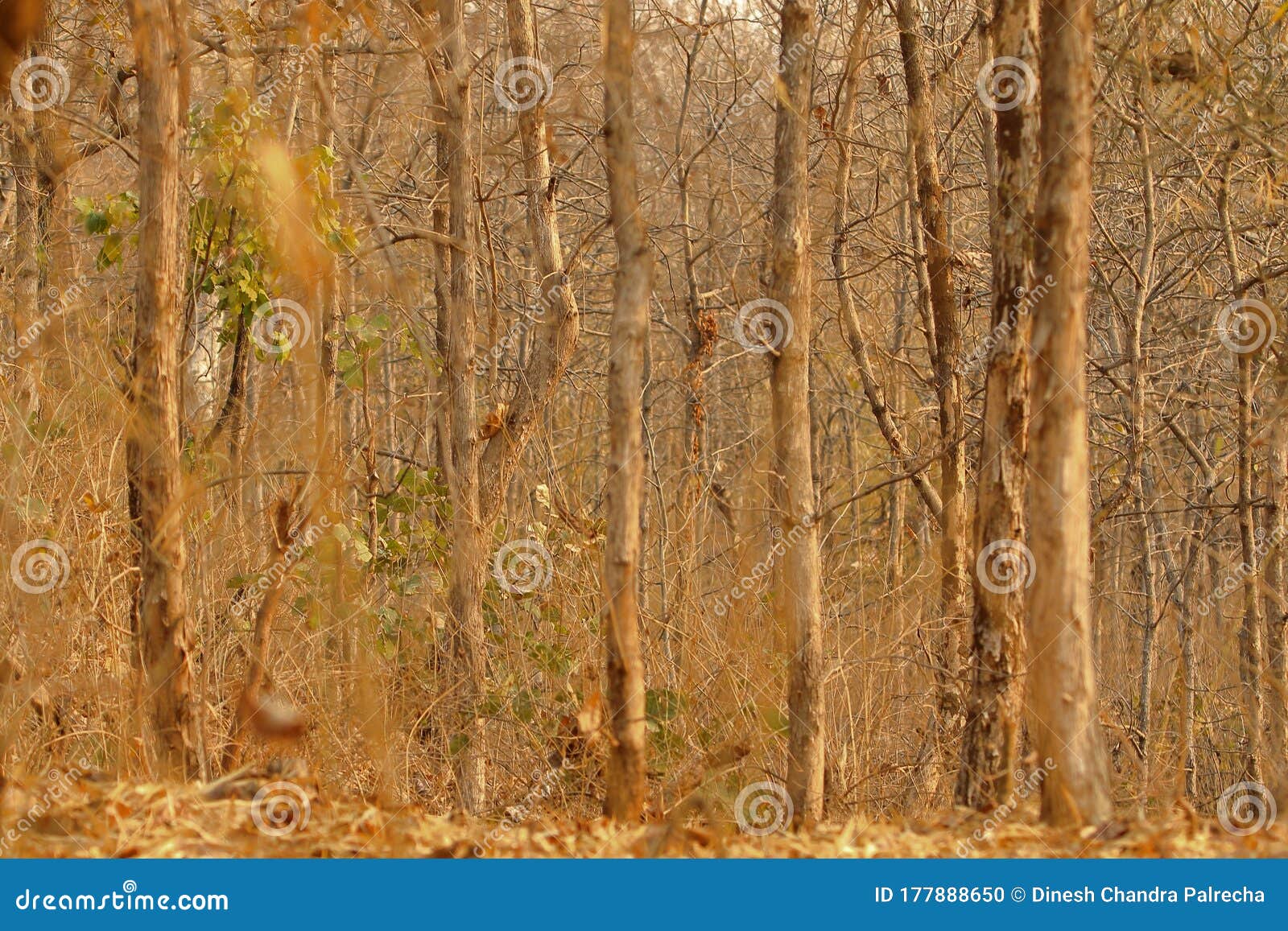 Background of Forest Dry Tree, Natural, Nature, Wallpaper Stock Photo ...