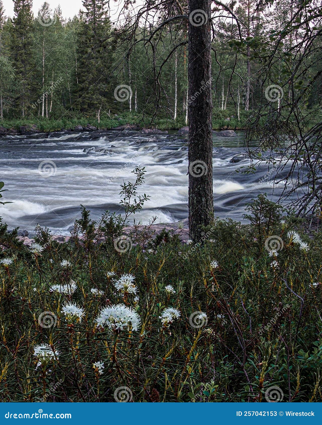 Beautiful View of Forest Trees Around a River Flowing Stock Image ...