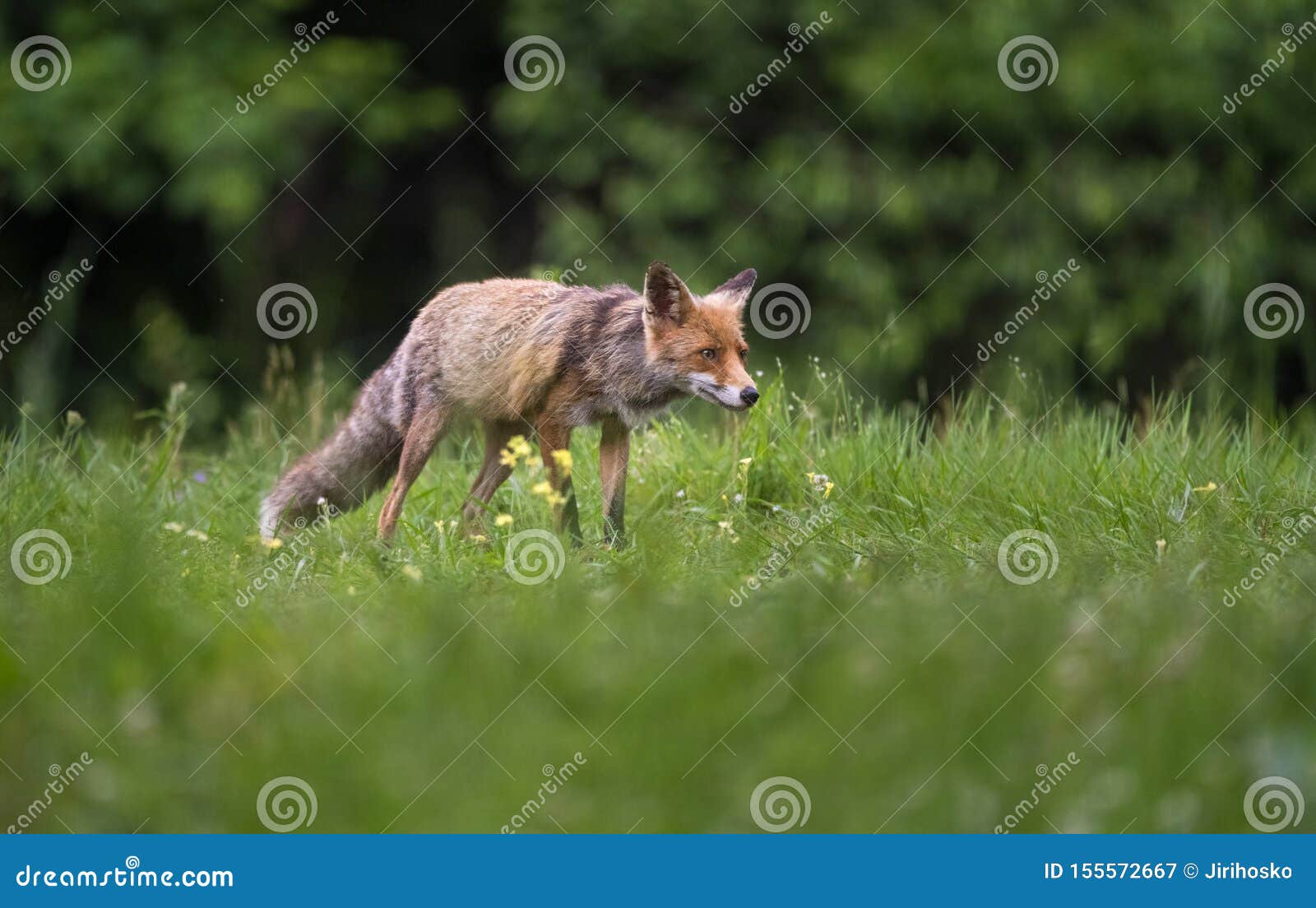 Fox on an evening hunt. stock image. Image of hunt, view - 155572667