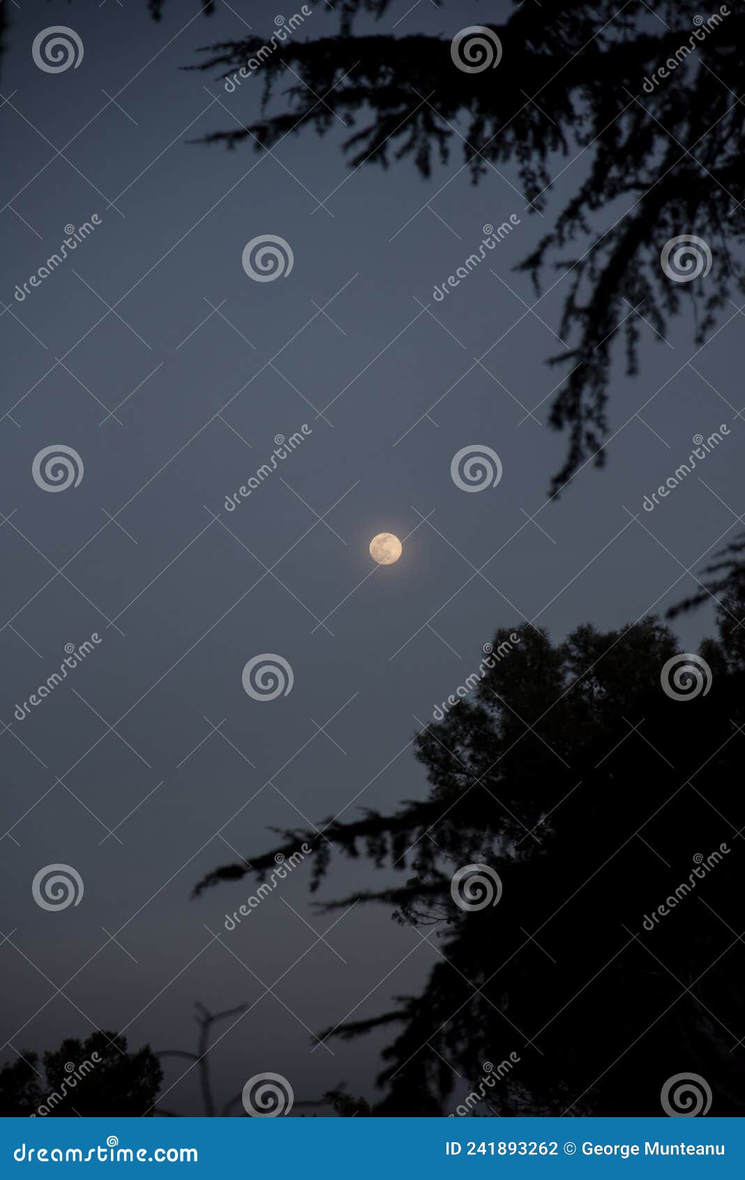 Full moon over the forest stock photo. Image of fantasy - 241893262