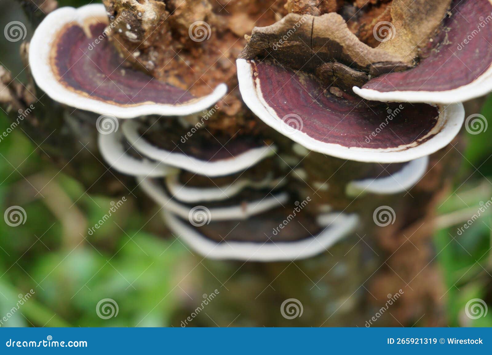 Beautiful View of Fungus on the Tree Stock Image - Image of natural ...