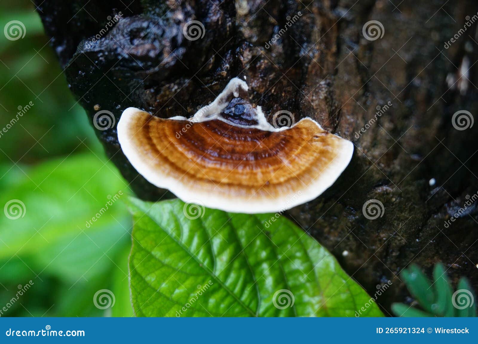 Beautiful View of Fungus on the Tree Stock Photo - Image of fungus ...