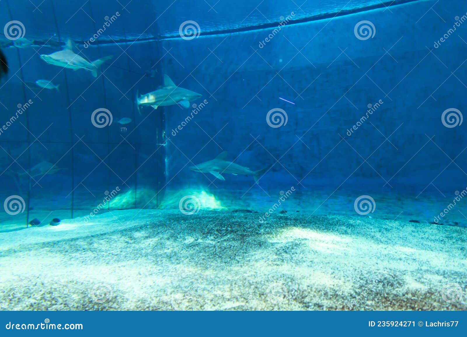 A Beautiful View of the Genoa Aquarium Stock Image - Image of aquatic ...