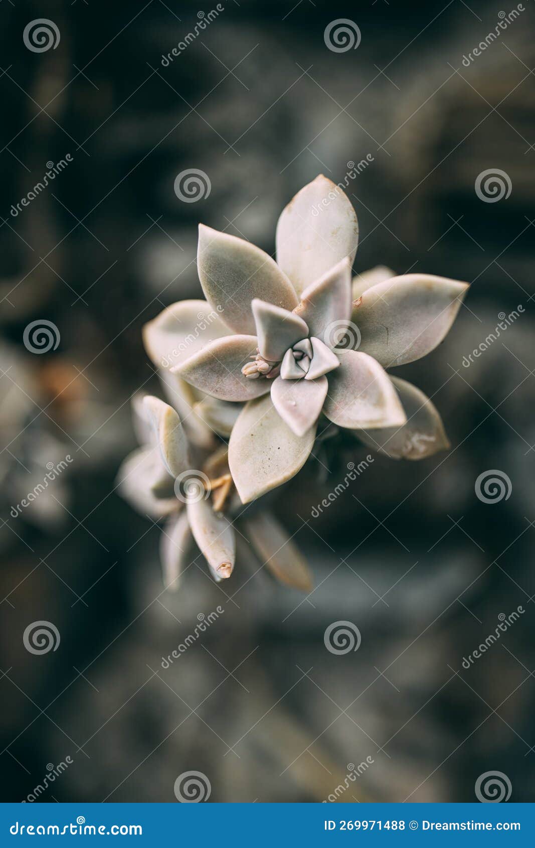 Beautiful View of Ghost Plants Growing in the Yard Stock Photo - Image ...