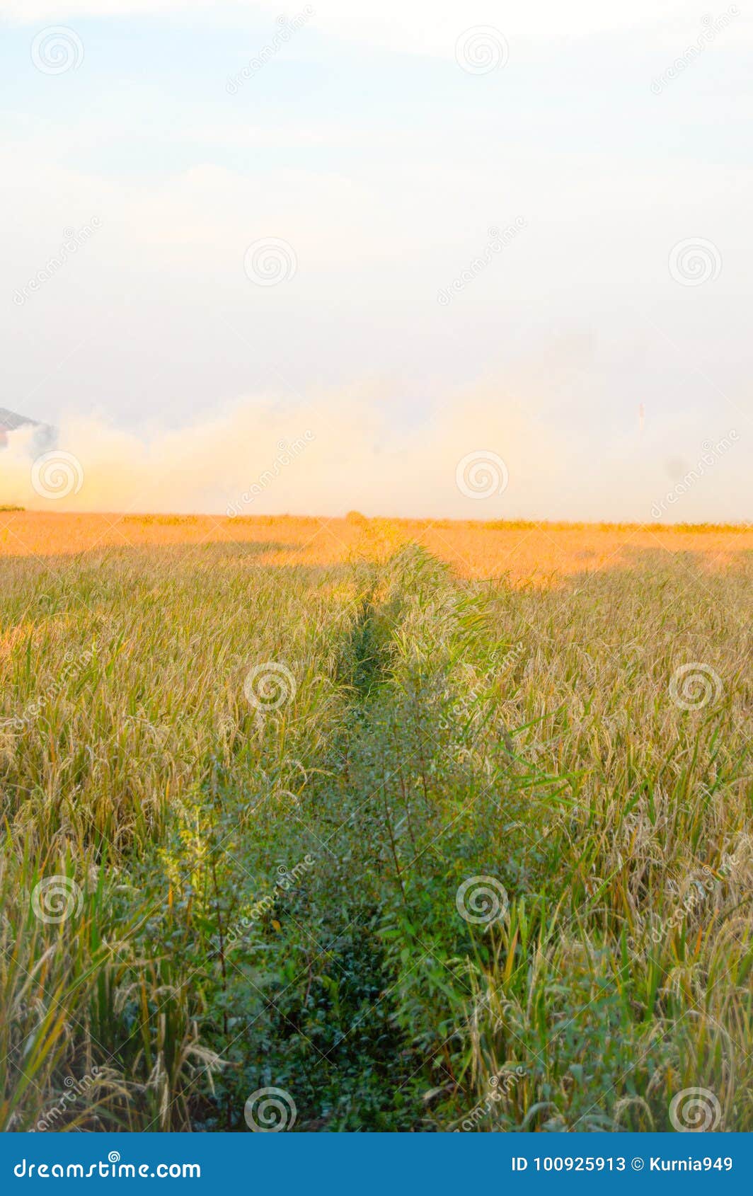 Beautiful View of Golden Paddy Fields Stock Image - Image of exotic ...