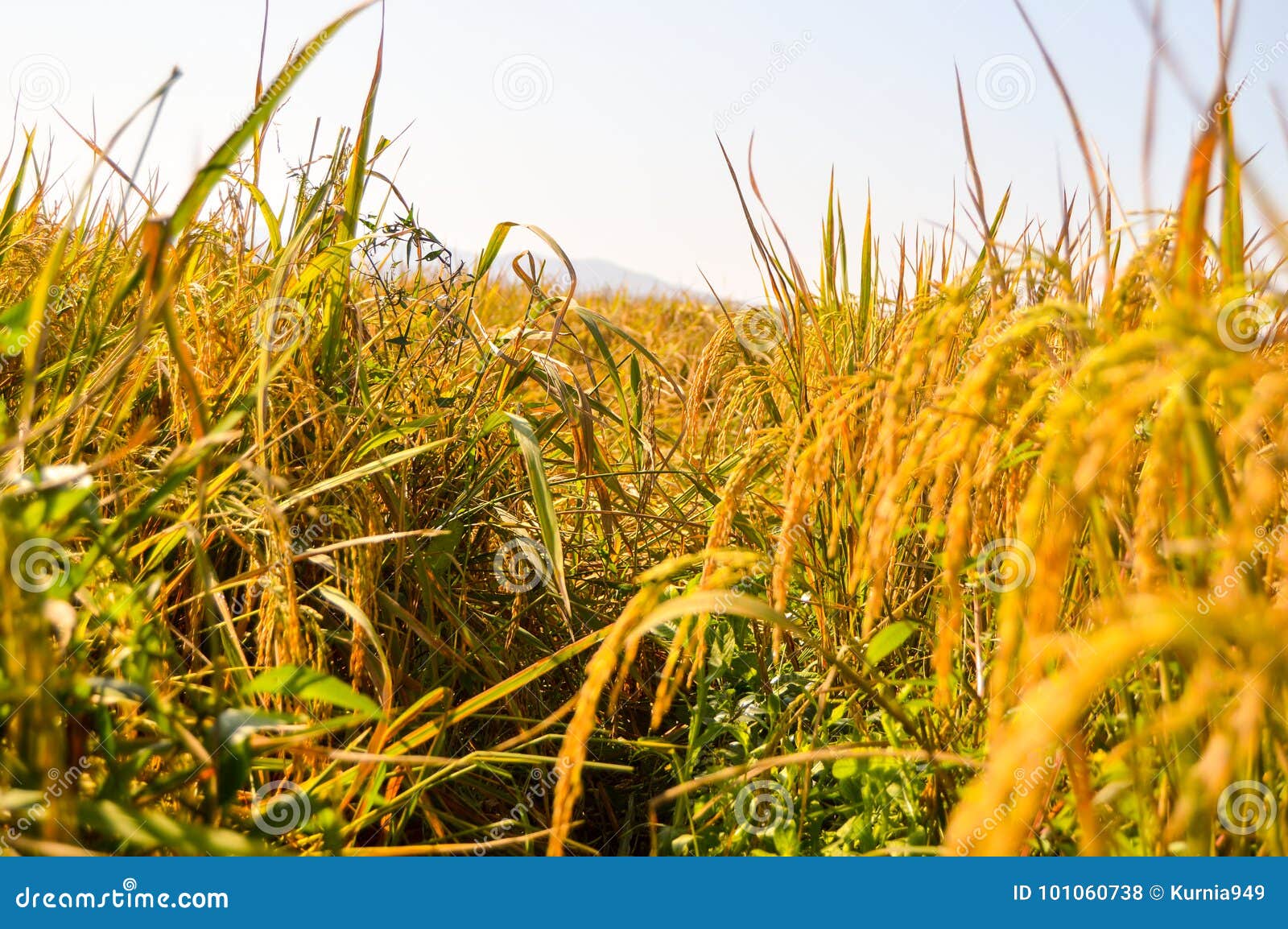 Golden Rice Fields on Harvesting Time Stock Photo - Image of harvest ...