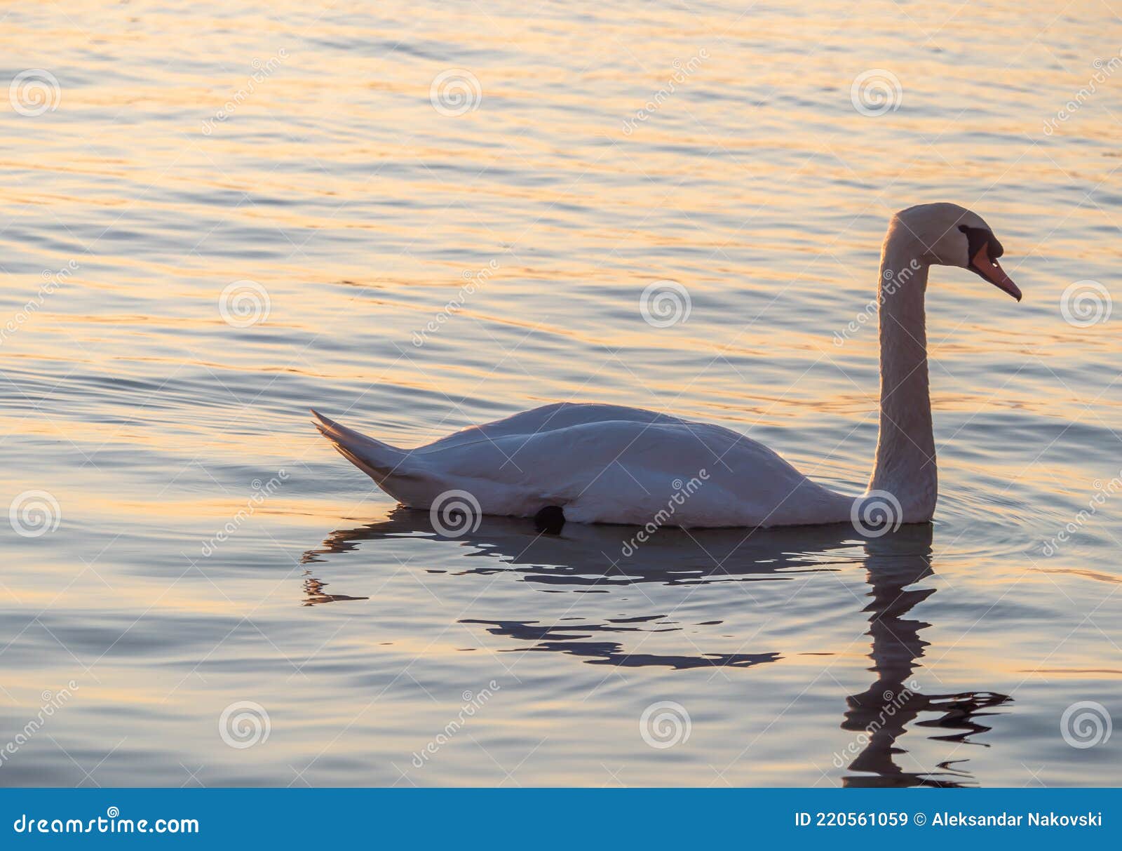 Beautiful View of a Graceful Swan in Lake Stock Image - Image of swan ...