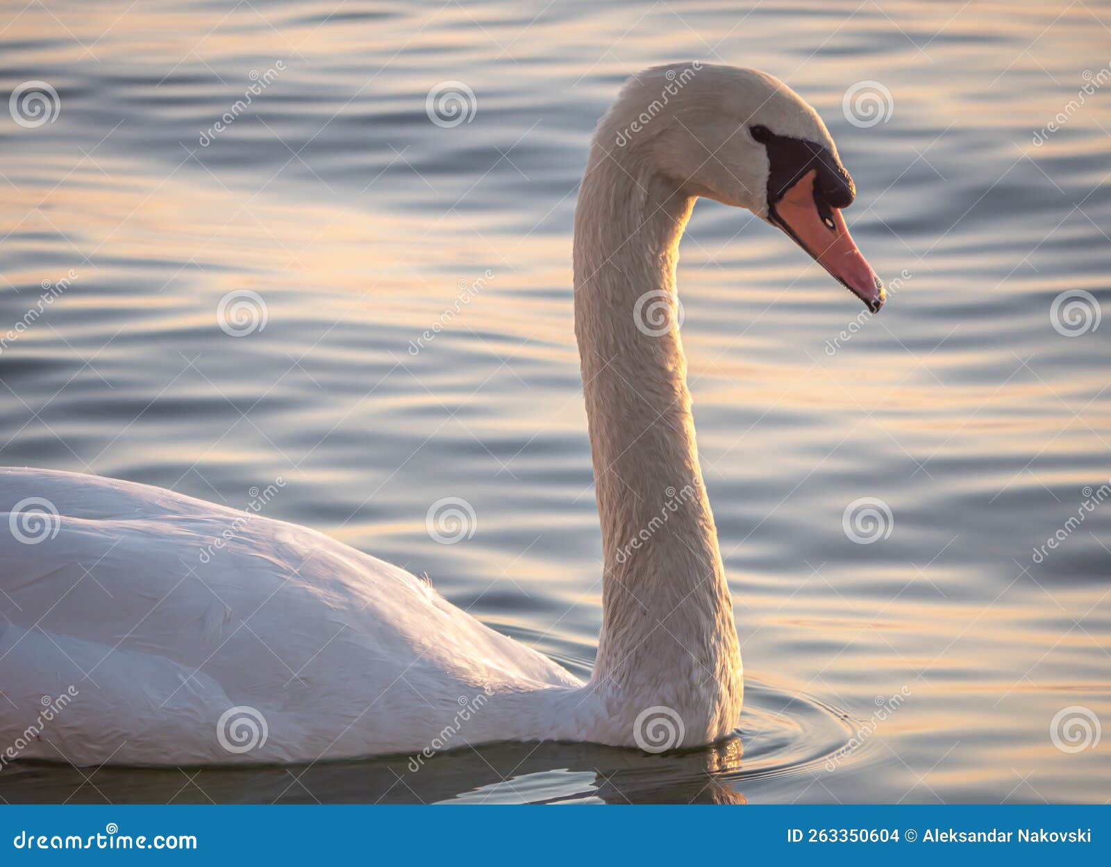 Beautiful View of a Graceful Swan in Lake Stock Photo - Image of ...