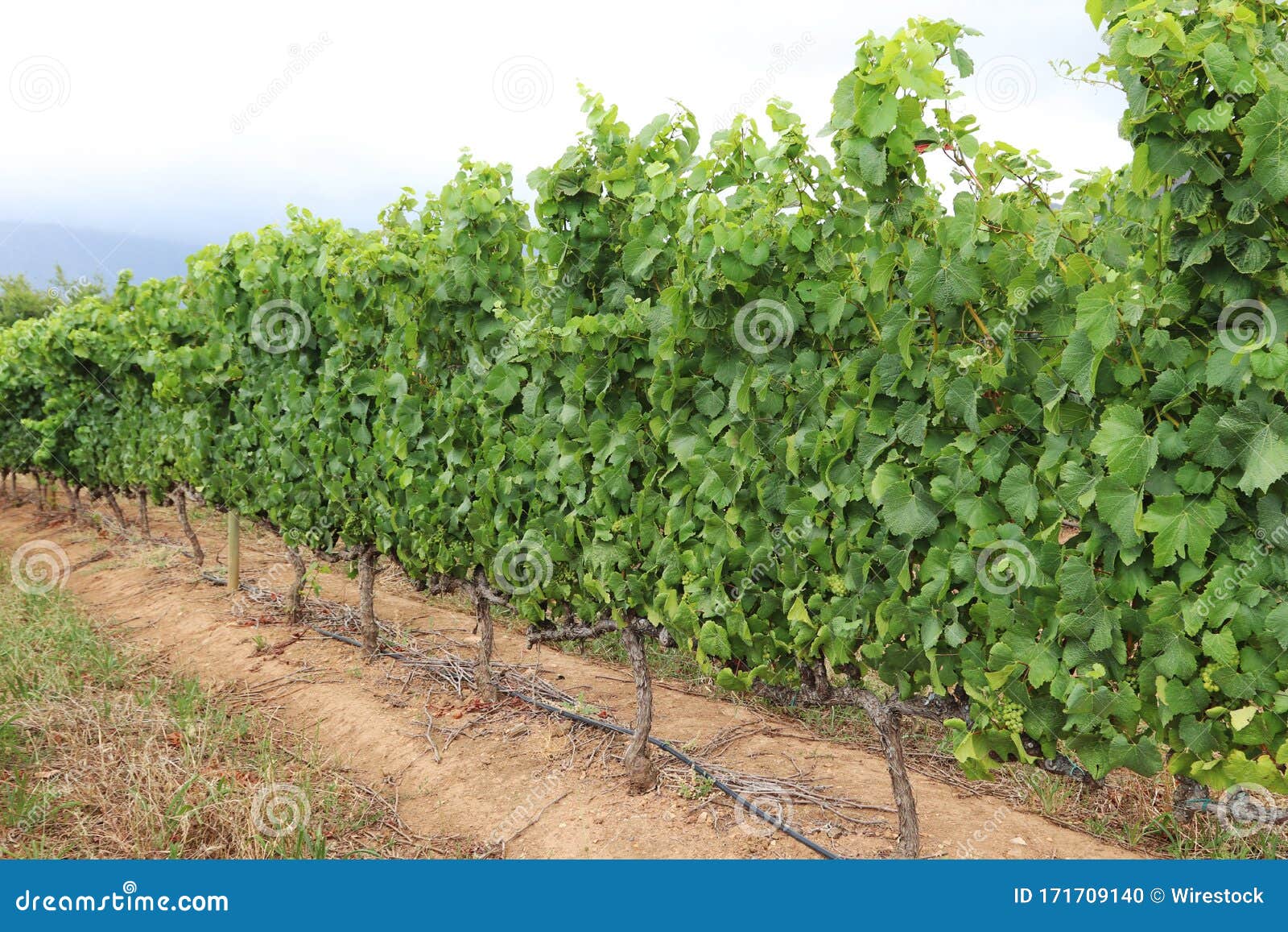 Beautiful View of the Grapevines in a Vineyard Captured in the Cloudy ...