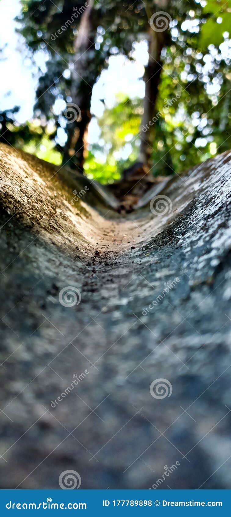 Beautiful View in the Green Forest Stock Photo - Image of design ...