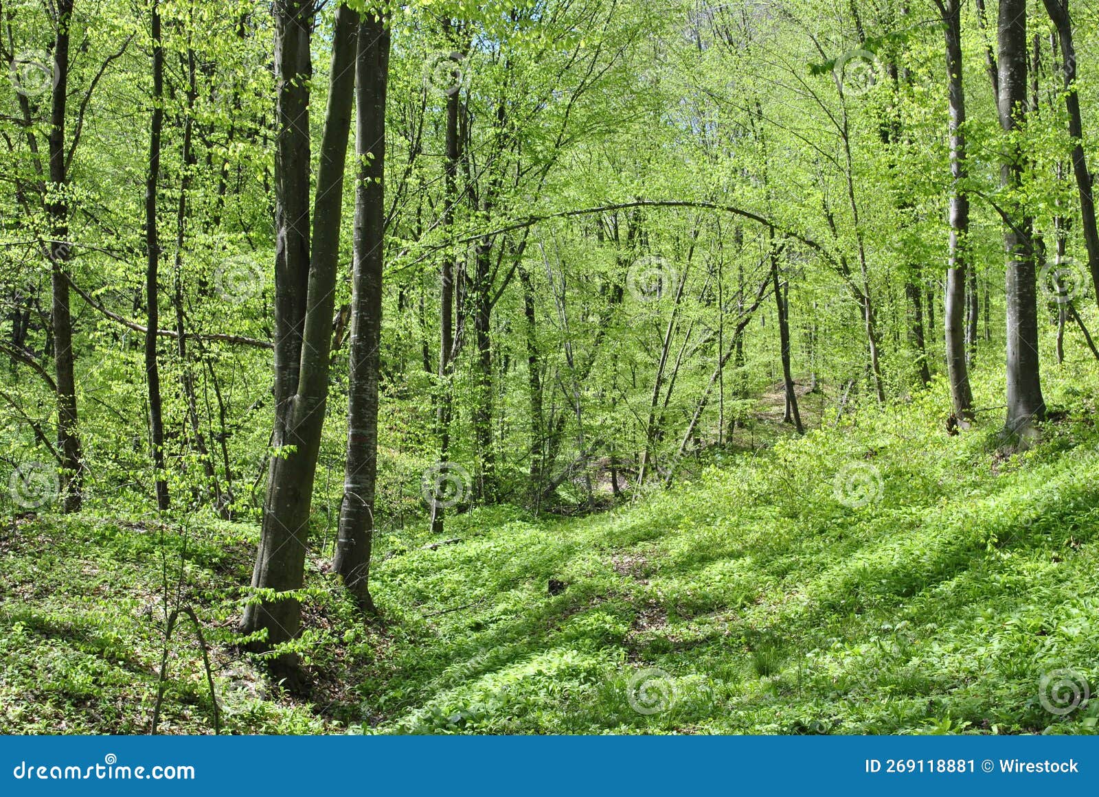 Beautiful View of the Green Forest with Lush Vegetation. Stock Image ...