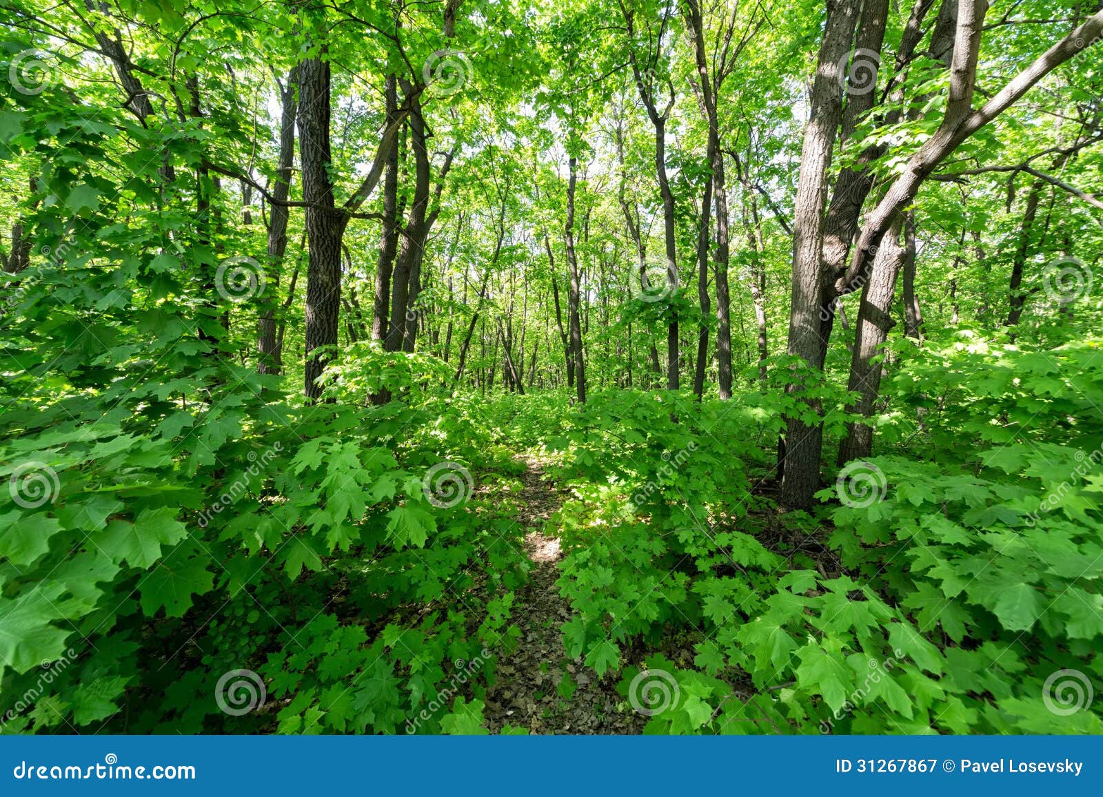 Beautiful View of a Green Forest Stock Image - Image of grass, natural ...