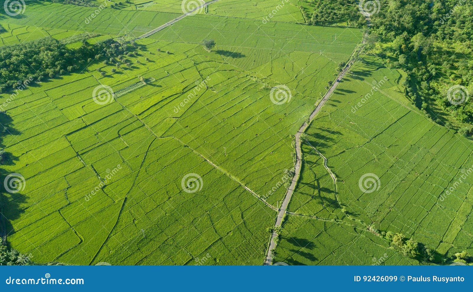 Beautiful View of Green Paddy Field Stock Image - Image of meadow ...