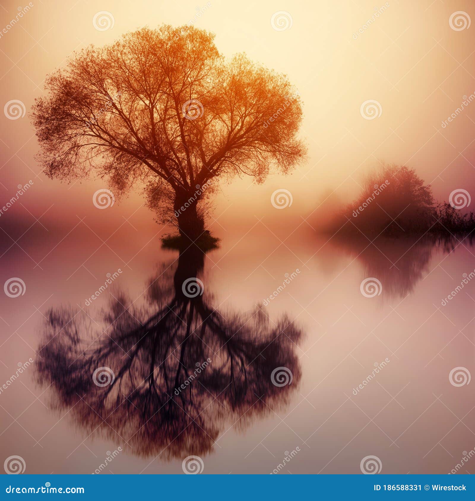 Trees Reflected In The Surface Water Of The Lake In Boschi Di Carrega ...