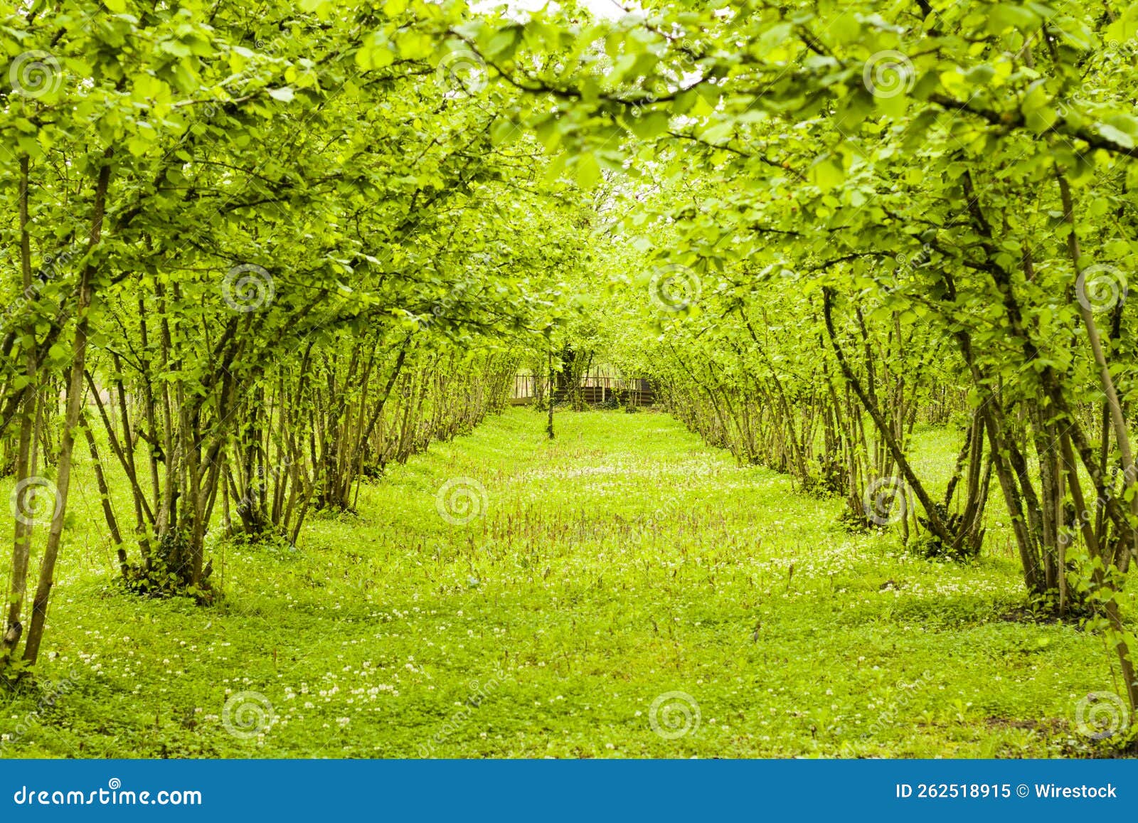 Beautiful View of Hazelnut Trees Plantation Landscape Stock Image ...
