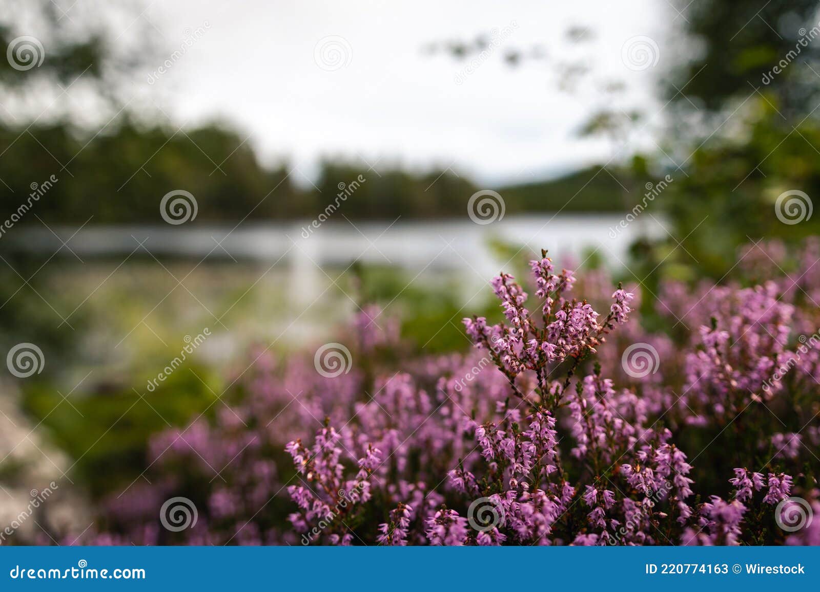 Beautiful View of Heather Flowers Stock Image - Image of flowers ...