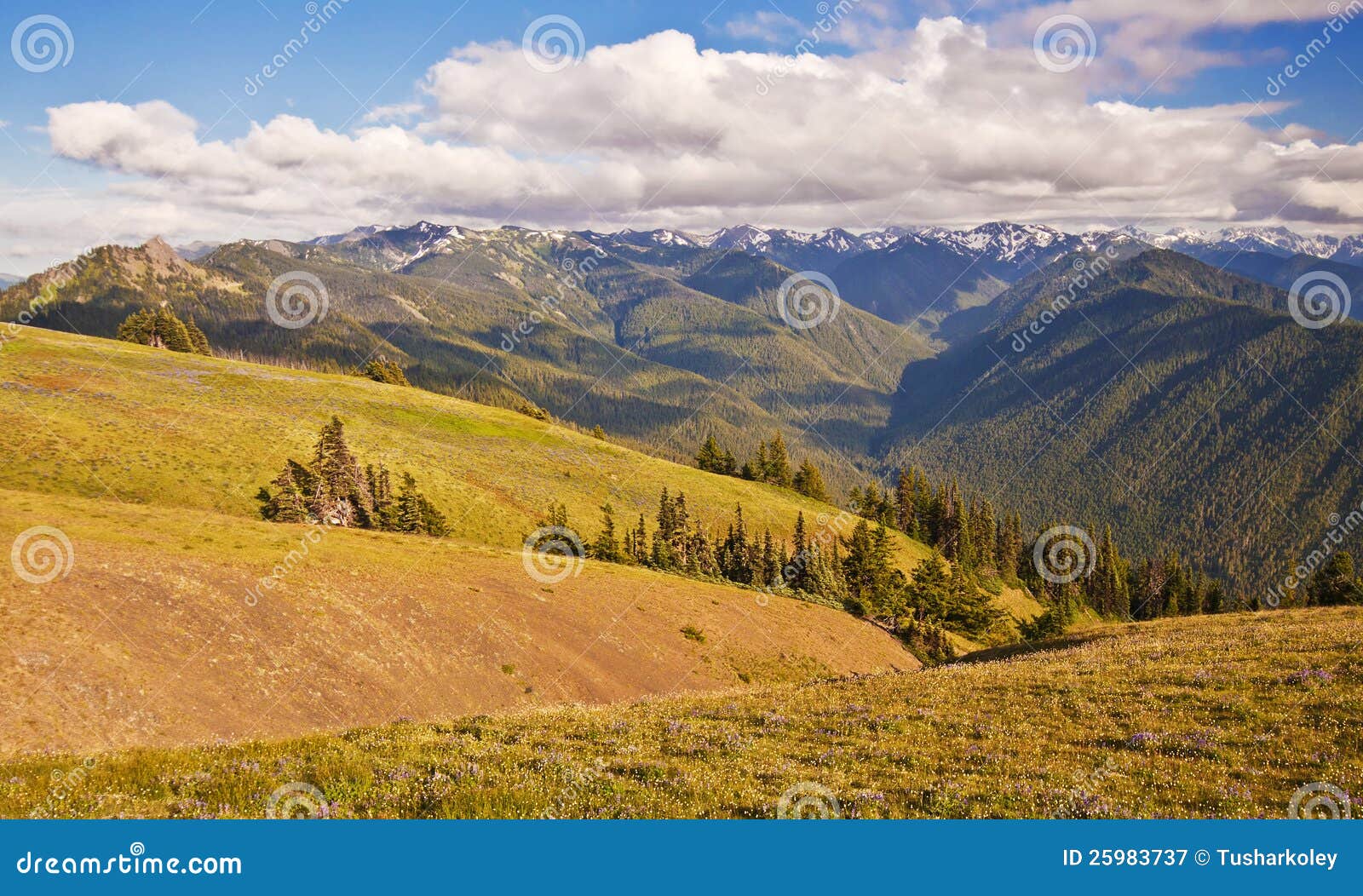 Beautiful View from Hurricane Ridge Stock Image - Image of olympic ...