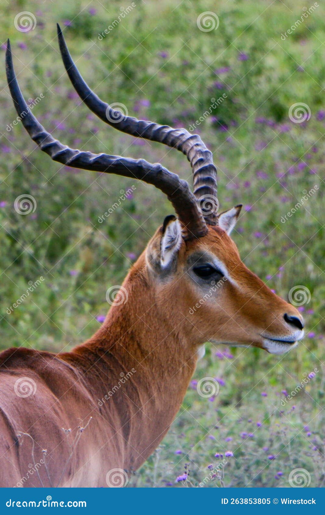 Beautiful View of Impala in the Safari Stock Image - Image of nature ...