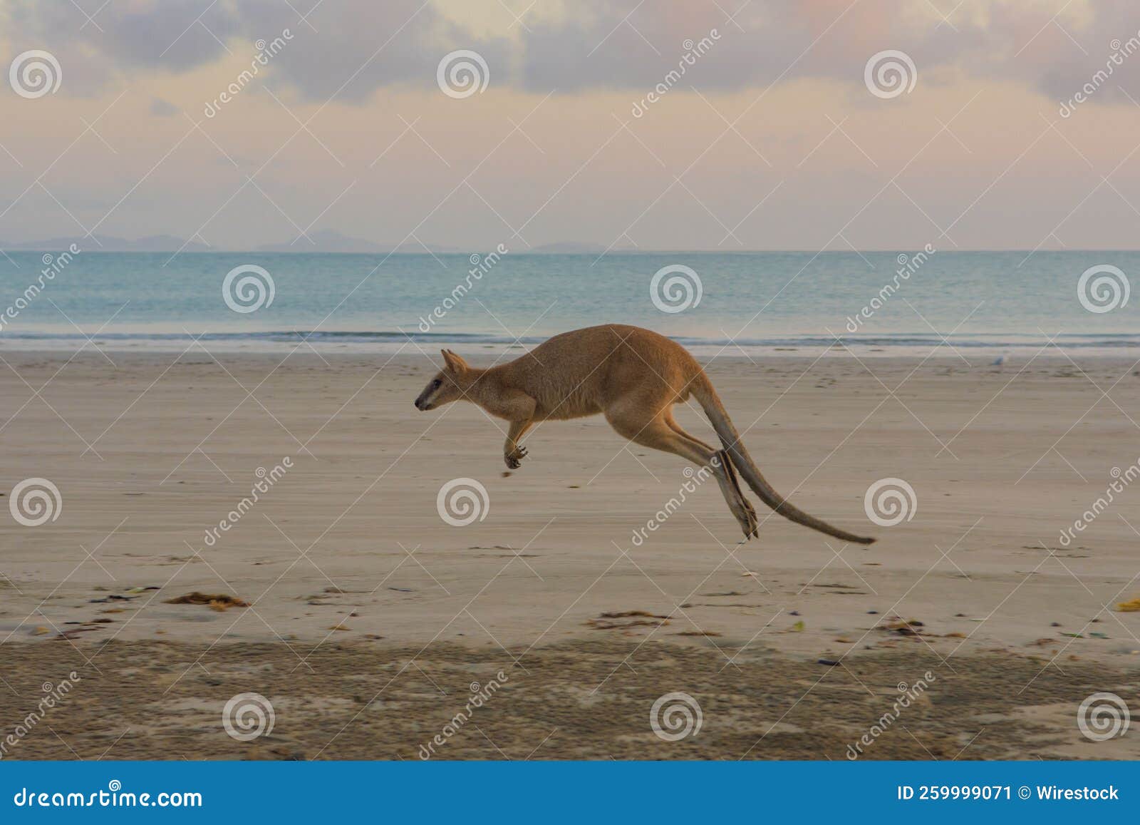 Beautiful View of a Kangaroo at the Beach Stock Image - Image of scenic ...