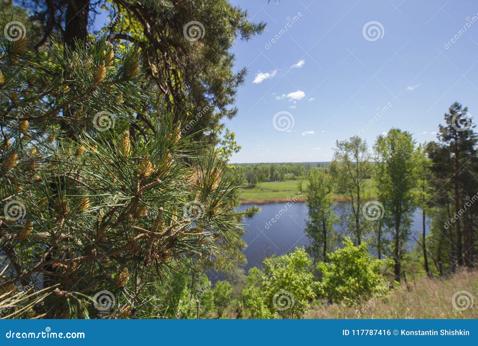 Beautiful View of the Lake through the Pine Tree Stock Photo - Image of ...