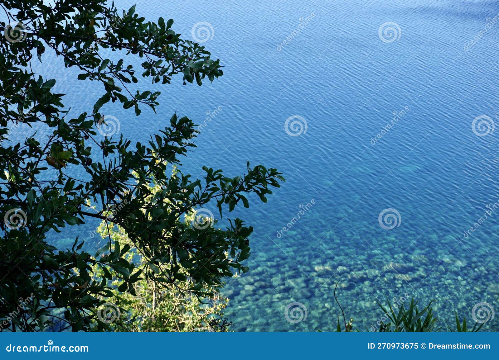 Beautiful View of a Lake and a Tree Stock Image - Image of trees ...