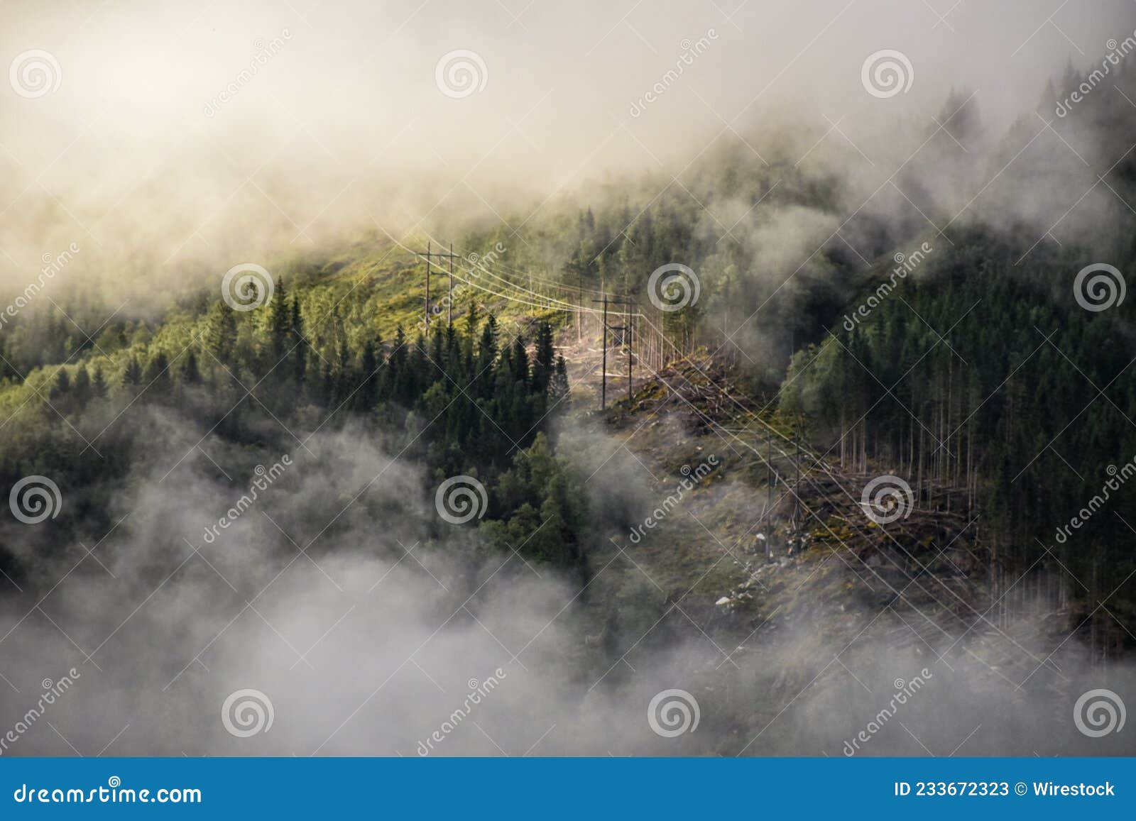 Beautiful View of a Landscape with Many Trees Covered in Fog Stock ...
