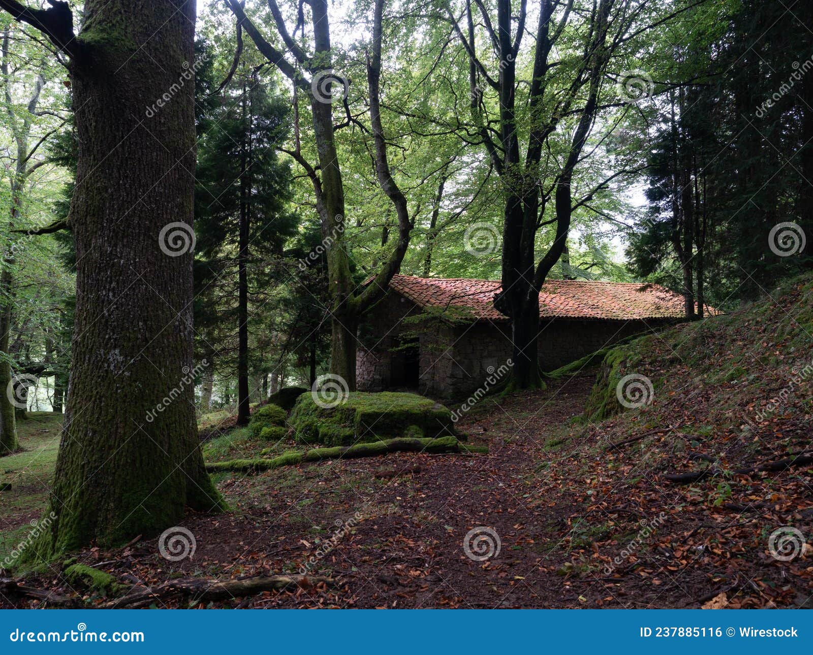 Beautiful View of a Landscape with a Pathway Surrounded by Trees and a ...
