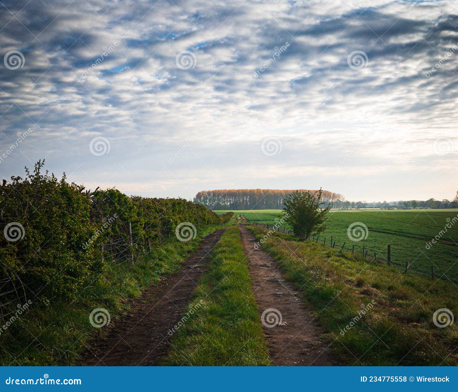 Beautiful View of a Landscape with a Pathway and Trees Under a Cloudy ...