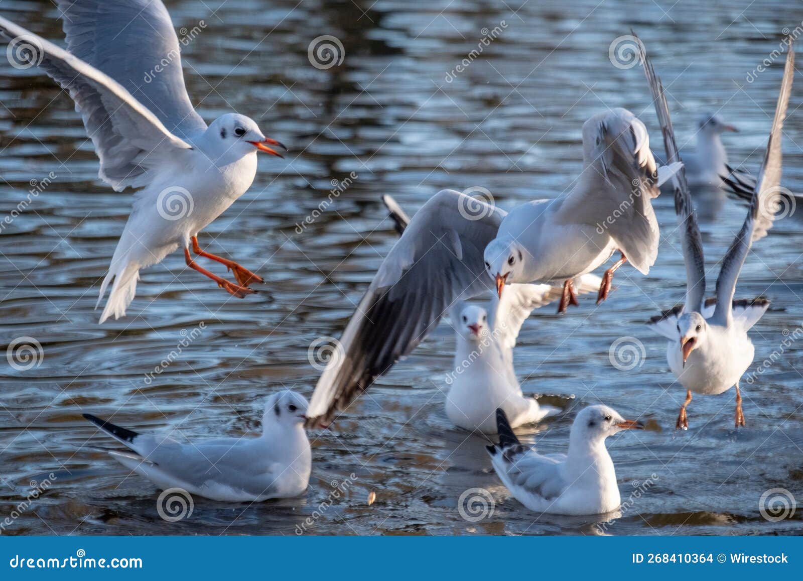 Beautiful View of Large White-headed Gulls in the Water Stock Photo ...