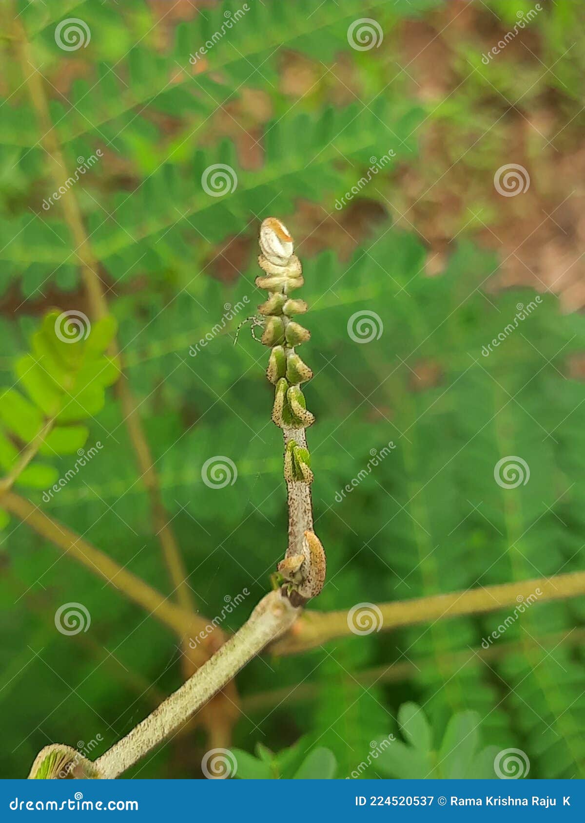 Budding Leaf of Leucaena Leucocephala Stock Image - Image of animal, green: 224520537
