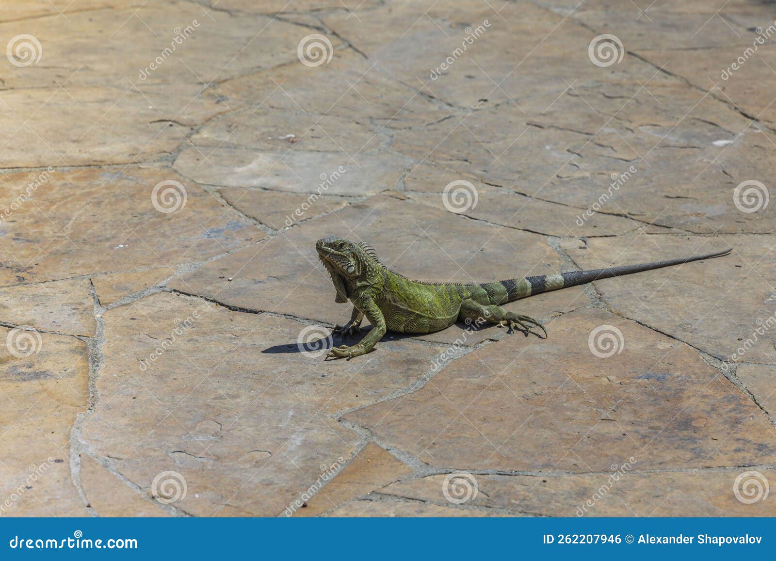 Beautiful View of Lizard Sitting on Rock Road. Stock Photo - Image of ...