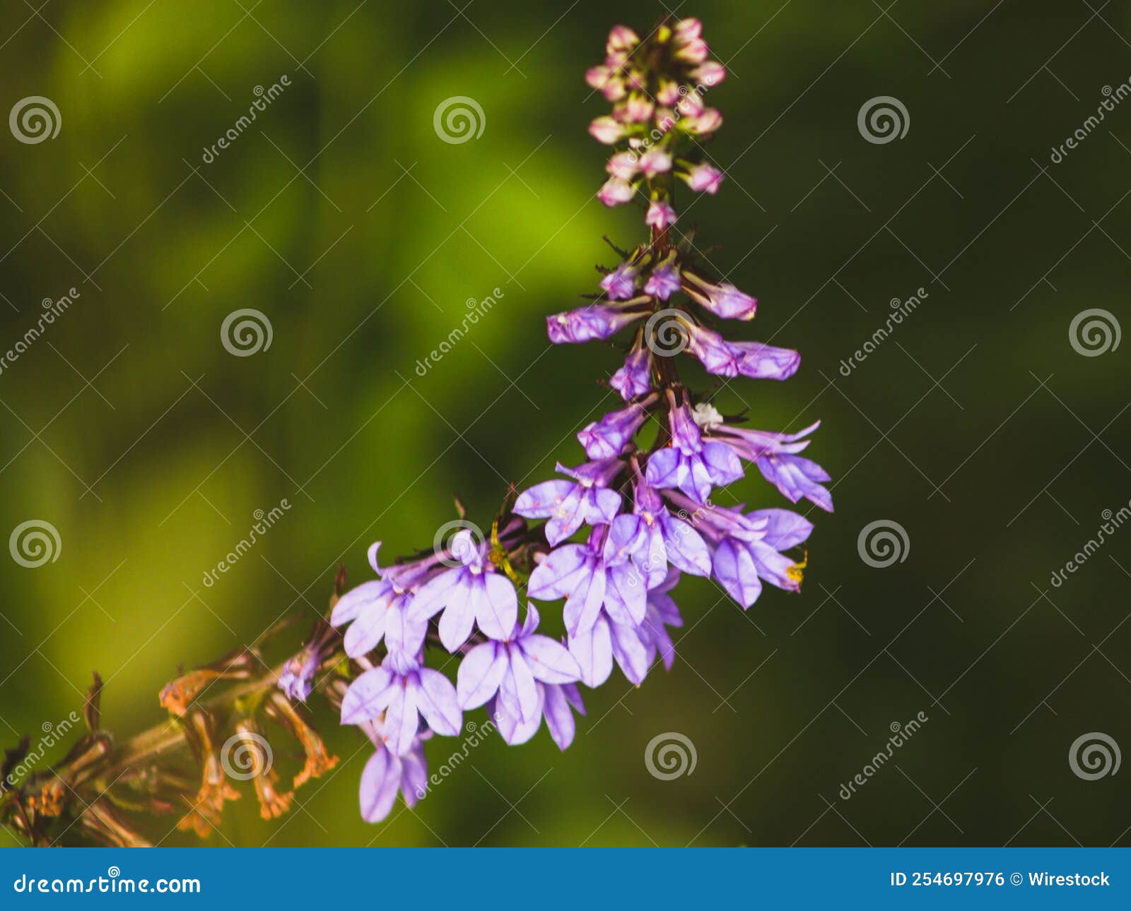 Lobelia Puberula Stock Photos - Free & Royalty-Free Stock Photos from ...