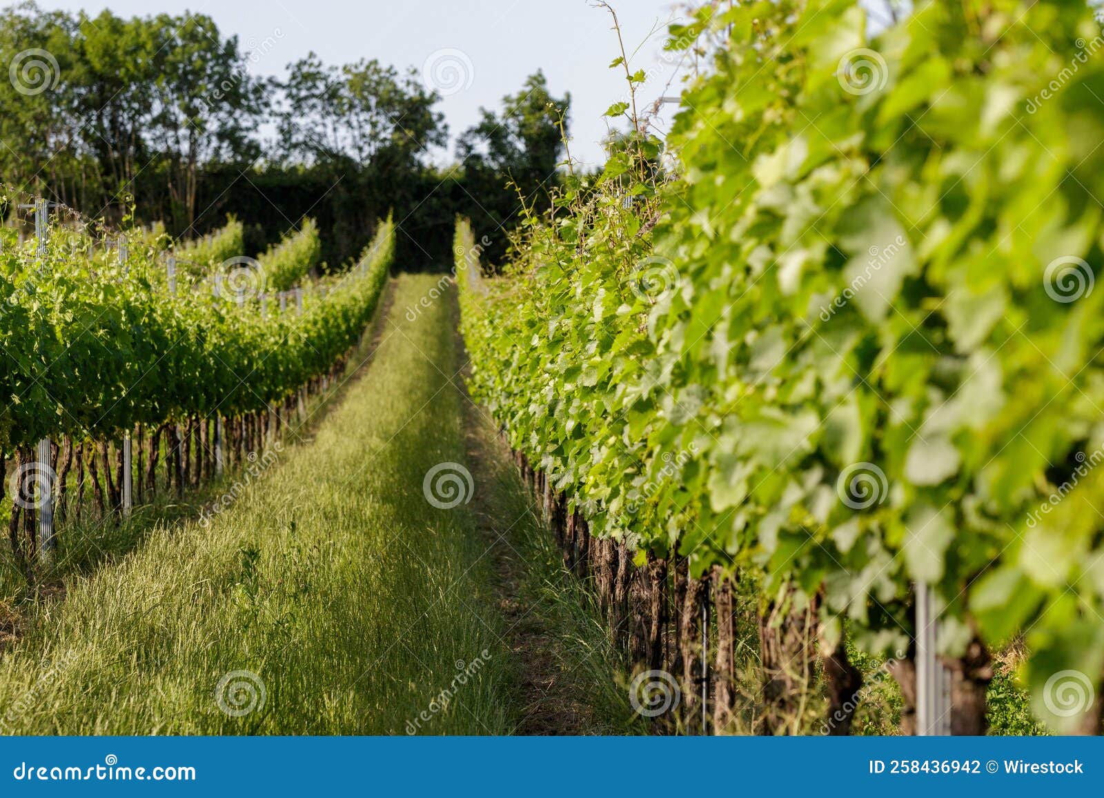 Beautiful View of Long Rows of a Vineyard Stock Photo - Image of fresh ...
